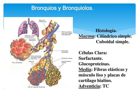 PPT Histología del Aparato respiratorio PowerPoint Presentation free
