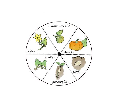 Il Ciclo Vitale Della Zucca Il Blog Di Mamma E Casalinga