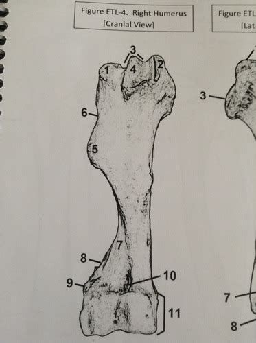 Anatomy Equine Forelimb Osteology Flashcards Quizlet