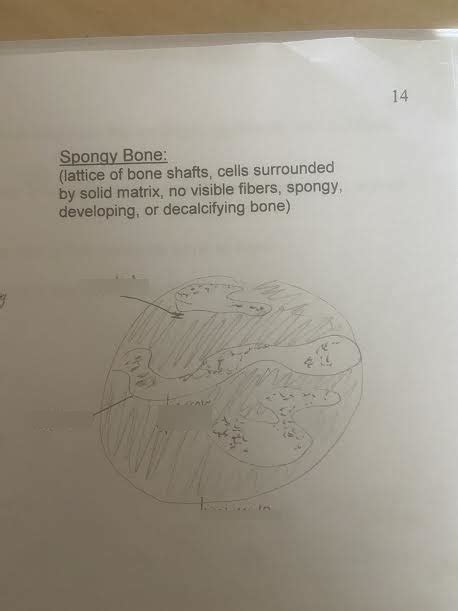 Spongy Bone Diagram Quizlet