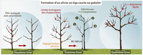 Comment Tailler Un Arbre
