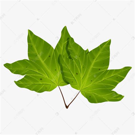 绿色植物叶子手绘梧桐树叶透明底免抠素材图片免费下载 千库网
