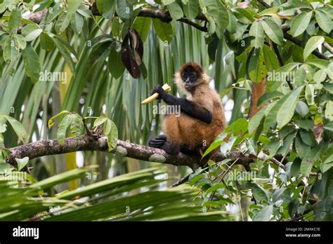Geoffroy S Spider Monkey Ateles Geoffroyi Sitting In A Tree And