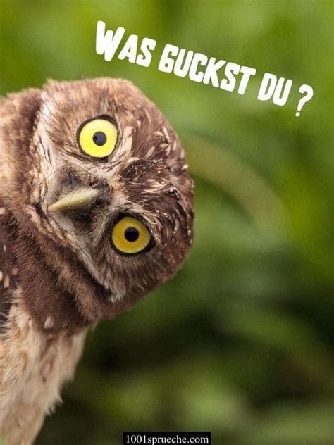 Lustige Spruche Bilder Tiere Lustige Sprüche