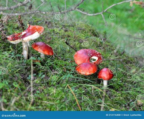 Poisonous Mushrooms Grow In The Forest Red Fly Agaric Amanita