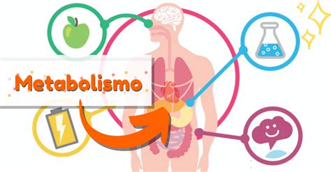 Mapa Mental Sobre Metabolismo Edukita