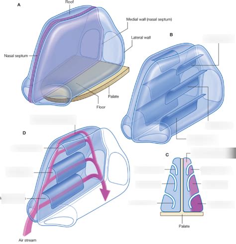 Anatomy Of Nasal Meatuses And Conchae Diagram Quizlet