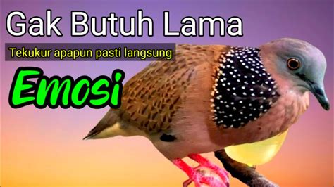 TEKUKUR GACOR Suara Merdu Buat PANCINGAN TEKUKUR Agar Bunyi Jadikan