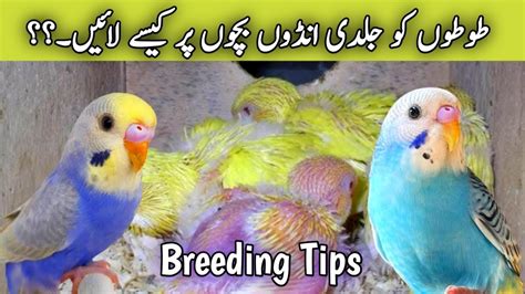 Budgies Breeding Tips Budgies Parrots Ko Heat Par Kaise Laye YouTube