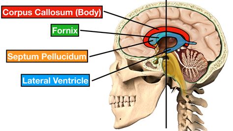 Ventricles Of The Brain Labeled Anatomy Function CSF Flow