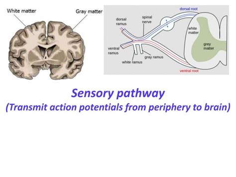 Sensory And Motor Pathways PPT