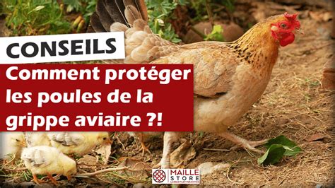 Comment protéger les poules de la grippe aviaire Maillestore
