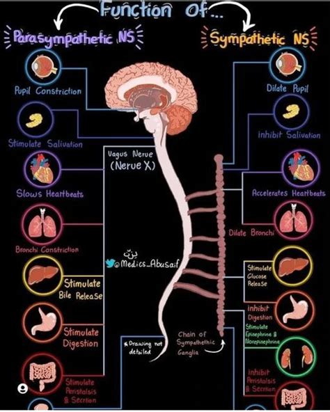 Liver Structure And Anatomical Organ Function Explanation Outline