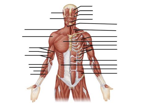 Anterior Upper Body Diagram Quizlet
