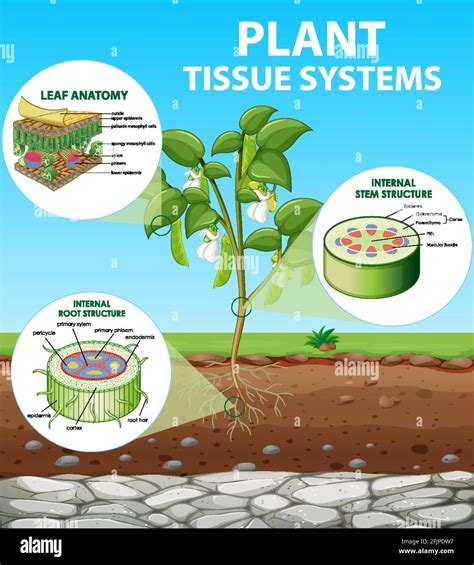 Diagram Showing Plant Tissue Systems Illustration Stock Vector Image