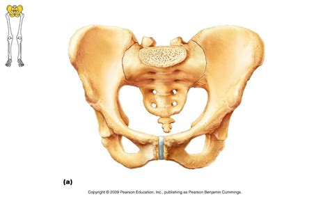 Pelvic Girdle Full View Diagram Quizlet