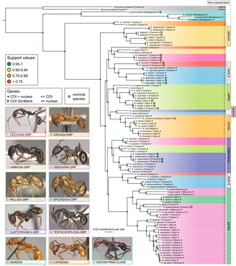 Phylogeny Of The West Palearctic Aphaenogaster Ants Including All The