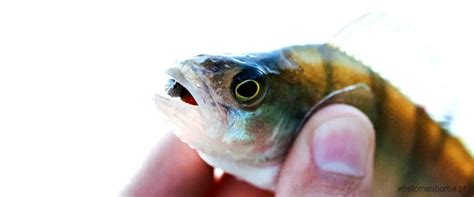 A Import Ncia Da Piracema Na Reprodu O Dos Peixes Garantindo A