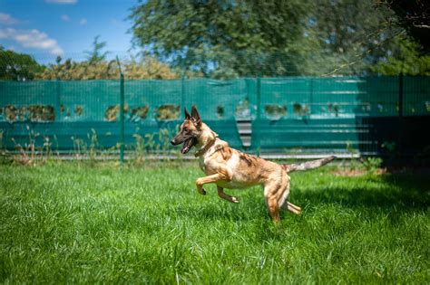 APAGI Etna CHIEN Type Berger Belge Malinois à la robe Sable charbonné