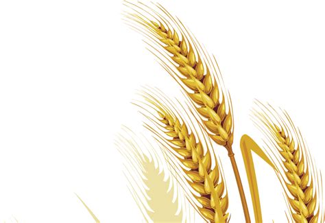 Wheat Png Picture Png All
