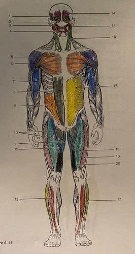 Anatomy Muscles Flashcards Quizlet
