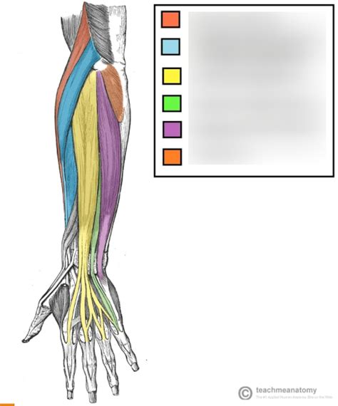 Antebrachium Labeling Diagram Quizlet