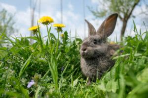 Freche Lustige Und S E Kaninchen Und Hasen Spr Che