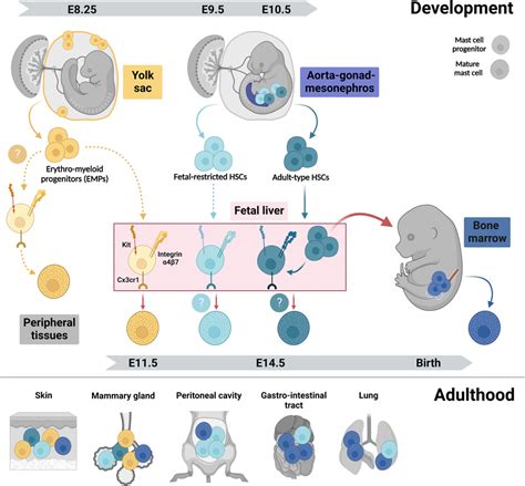 Mast Cell Development In The Mouse Top Different Progenitors