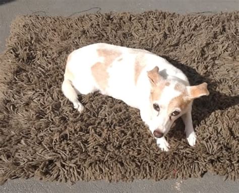 Polícia investiga morte de cachorra enforcada e agredida socos no