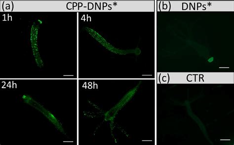 6 In Vivo Fluorescence Imaging Of Hydra Polyps Treated With Alexa Fluor