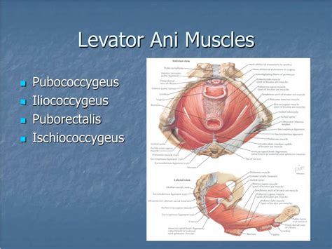 Female Pelvic Floor Levator Muscles