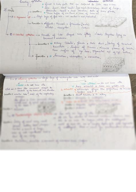 Solution Classification Of Epithelial Tissue Studypool