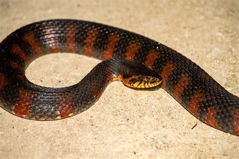 Southern Watersnake South Carolina Partners In Amphibian And Reptile