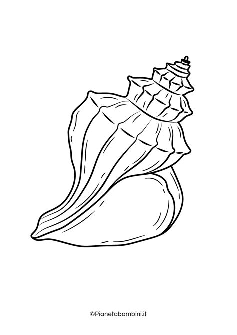Disegni Di Conchiglie Da Colorare Pianetabambini It