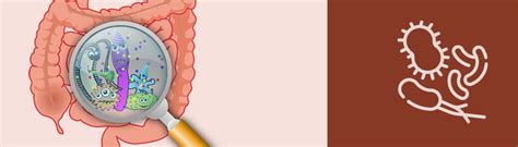 SIBO Sobrecrecimiento Bacteriano Del Intestino Delgado