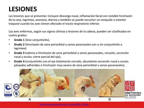 Coriza Infecciosa Aviar PPT