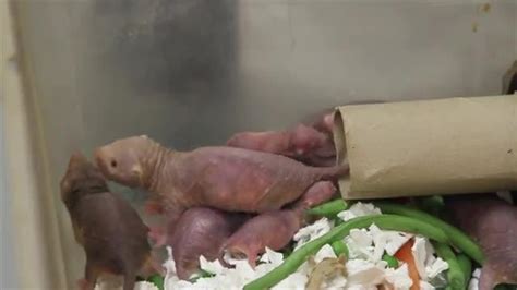Breathe Easy The Naked Mole Rat S Secret To Eurekalert