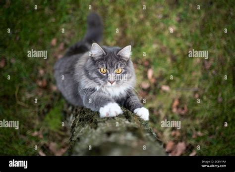 Curious Blue Tabby White Maine Coon Cat Climbing Up A Birch Tree