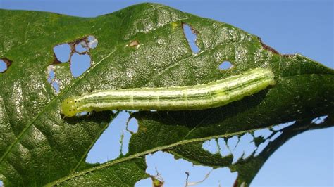 Prevención de plagas en los cultivos agrícolas