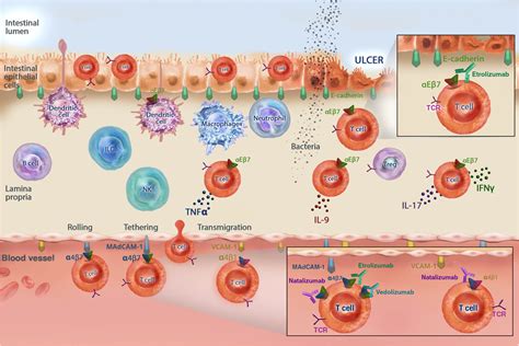 The Role Of Integrins In The Pathogenesis Of Inflammatory Bowel Disease