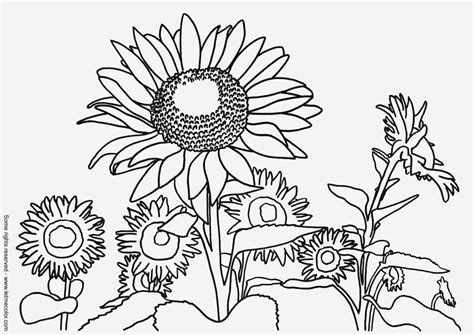 Disegno Da Colorare Girasole Disegni Da Colorare E Stampare Gratis
