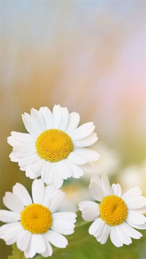100 Daisy Iphone Wallpapers Wallpapers