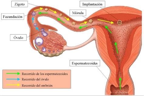 Fecundación C DEL MEDIO 6º PRIMARIA