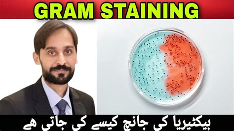 Gram Staining Gram Staining Procedure Gram Staining Technique YouTube