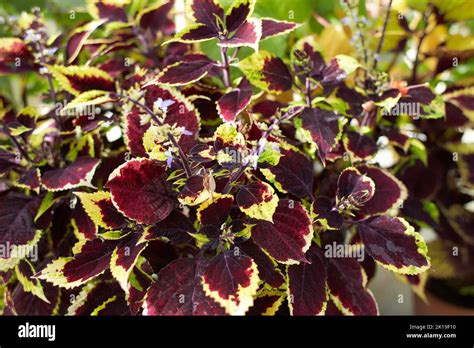 Flowers Of Coleus Reddish Or Purple Leaves Known As Plectranthus