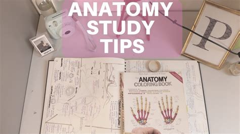 How To Study Anatomy ONE QUESTION YouTube