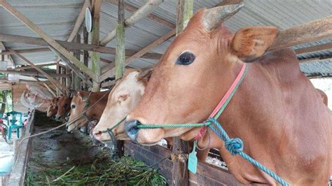 700 Lebih Sapi Di 3 Kecamatan Di Bangka Tengah Terindentifikasi PMK