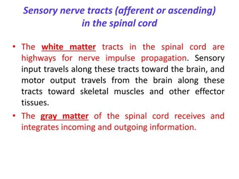 Sensory And Motor Pathways PPT
