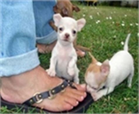 Adoptar Perros Y Cachorros Alicante Gratis Regalar Cachorros Alicante