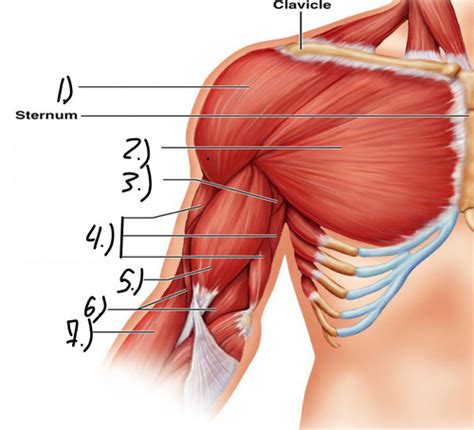 Skeletal Muscle Arm Anterior View Flashcards Quizlet